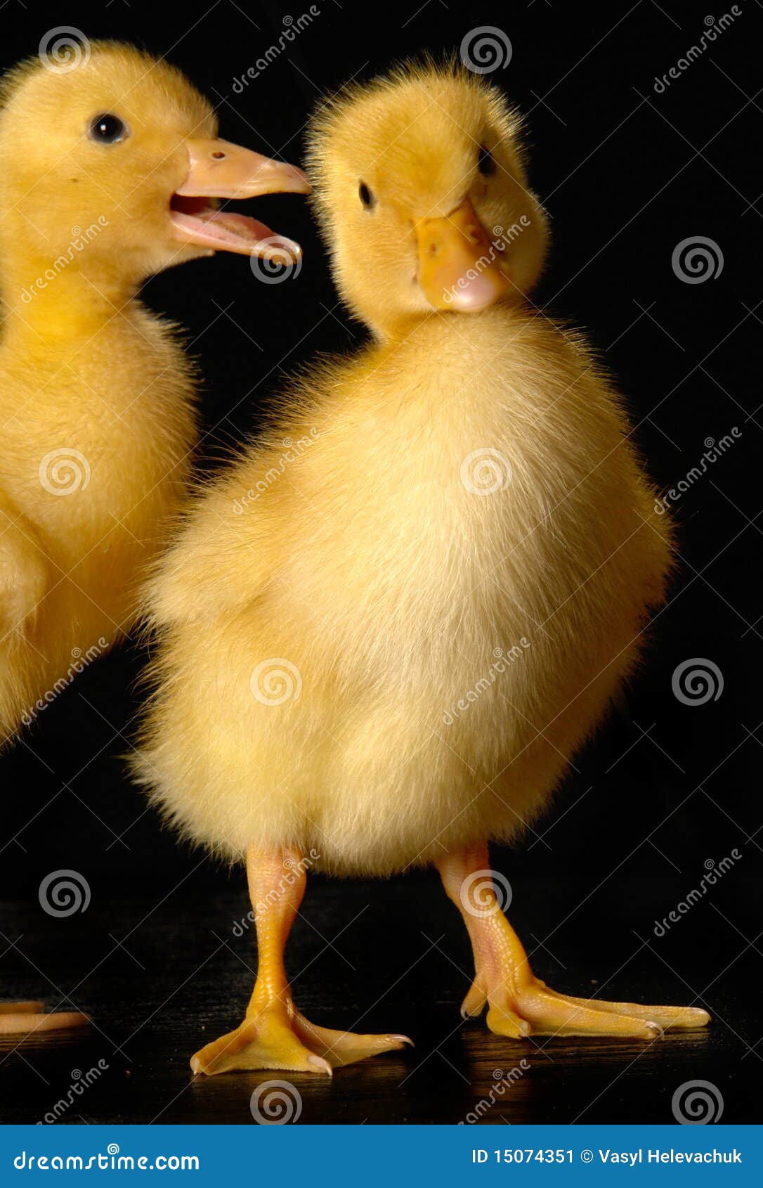 Two duck stock image. Image of agriculture, isolated - 15074351