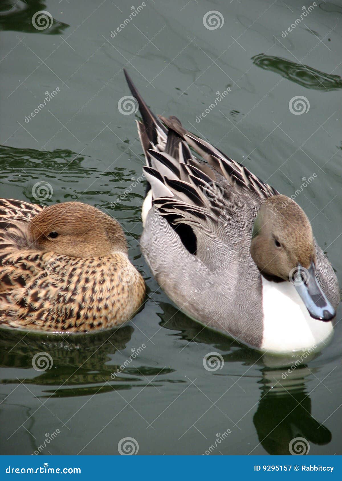 Two duck stock image. Image of ducks, china, swimming - 9295157