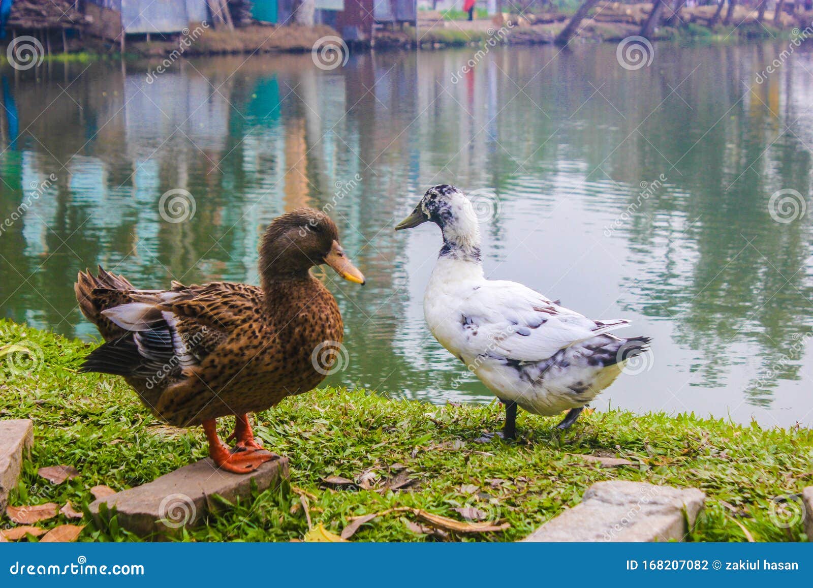 Two Duck is Angry with One Another Stock Photo - Image of green, water ...