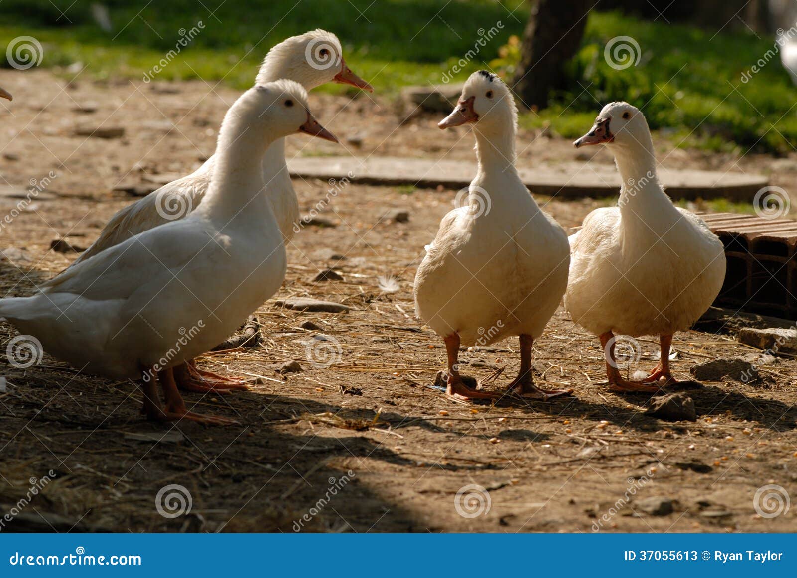 Two Duck Couples Out for Walk Stock Image - Image of ducks, socialising ...