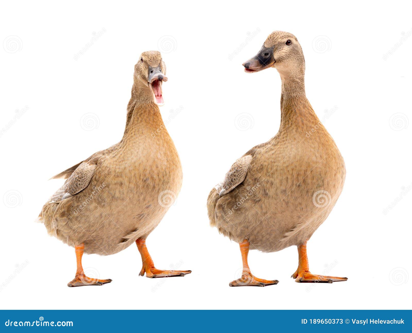 Two Duck Isolated on a White Stock Image - Image of bird, indoors ...