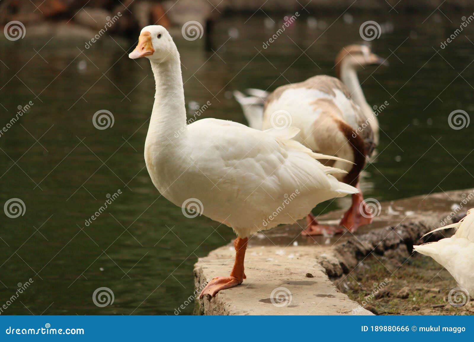 Two Duck Standing at the Corner of River Stock Photo - Image of stangi ...