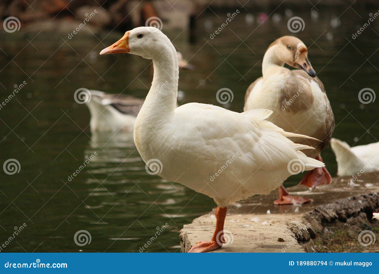 Two Duck Standing at the Corner of River Stock Photo - Image of mallard ...