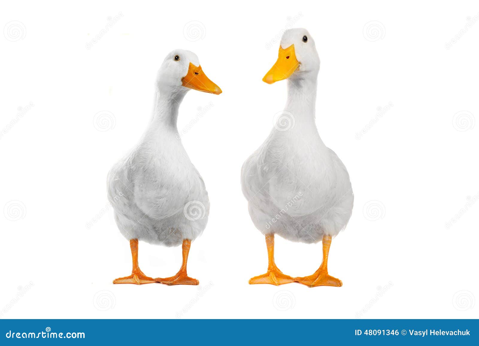 Two duck stock photo. Image of animal, wild, nature, background - 48091346