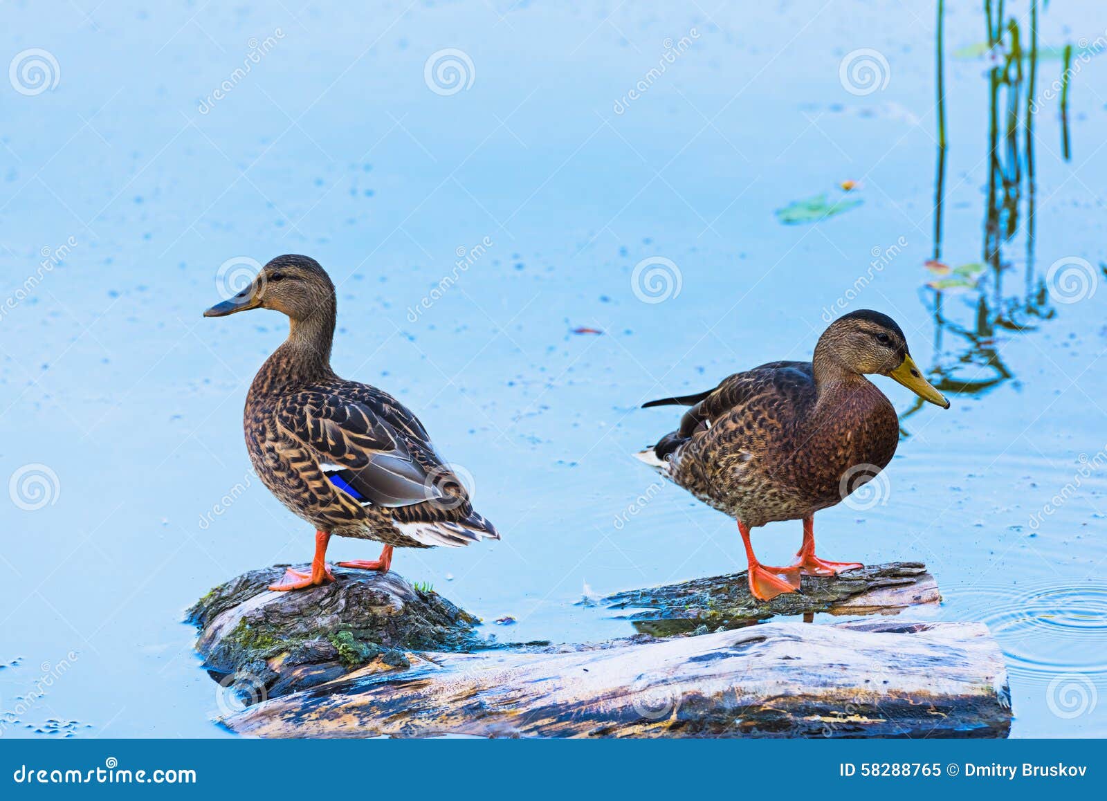 Two duck stock image. Image of feather, animal, resort - 58288765