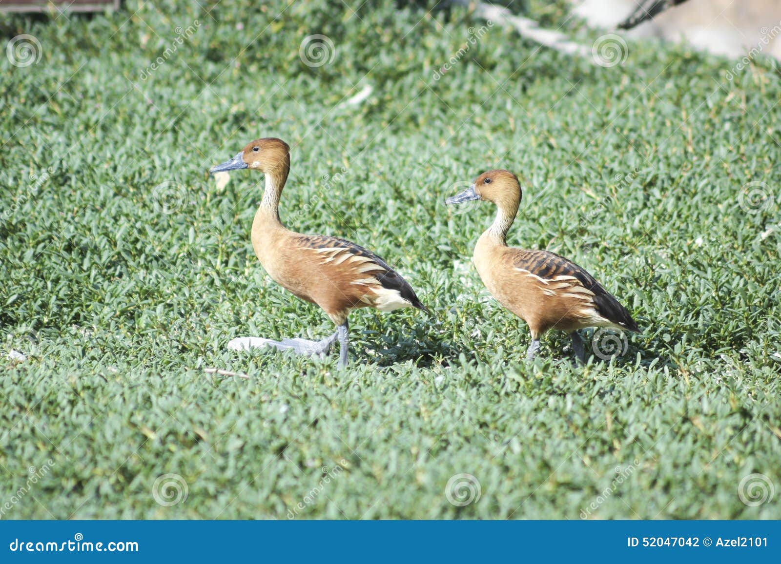 Two Duckling in Bahrain stock photo. Image of roaming - 52047042