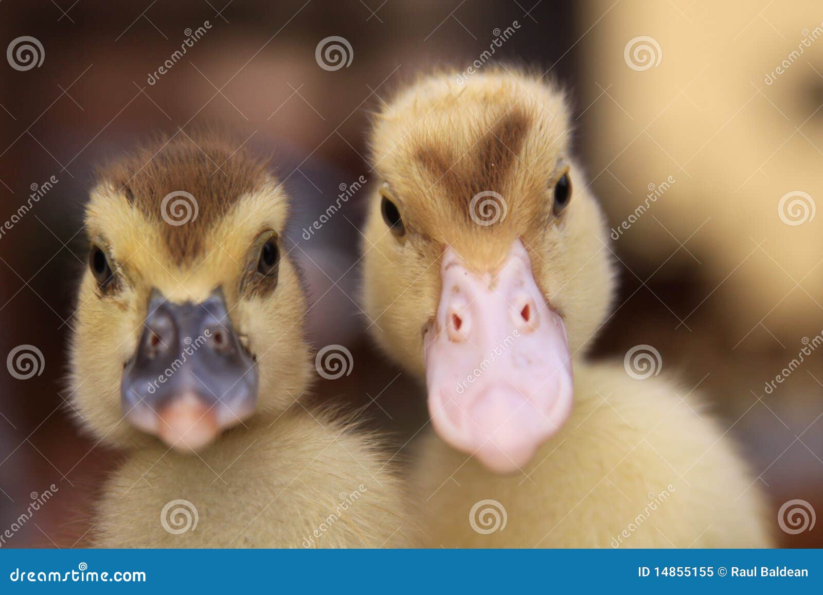 Two ducklings stock image. Image of farm, golden, baby - 14855155