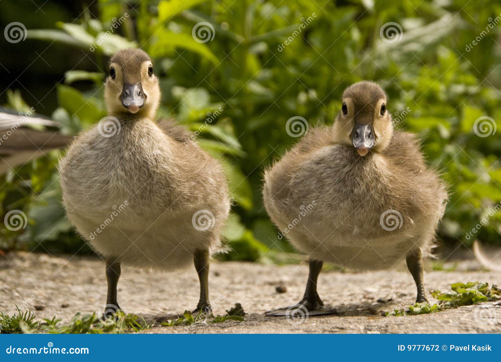 Two Ducklings stock photo. Image of duckling, duck, soft - 9777672