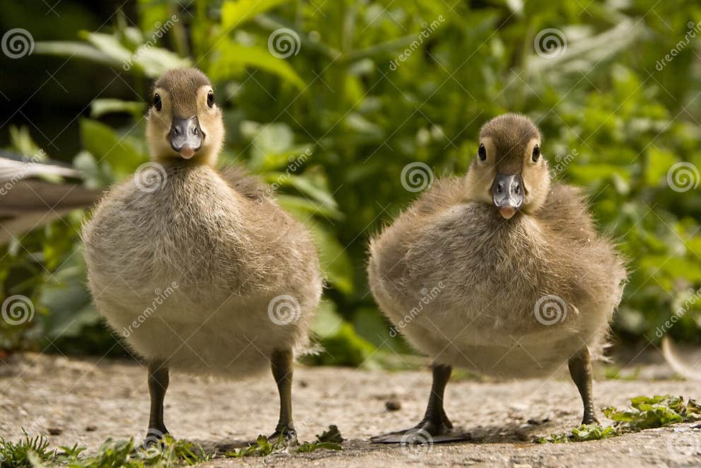 Two Ducklings stock photo. Image of duckling, duck, soft - 9777672