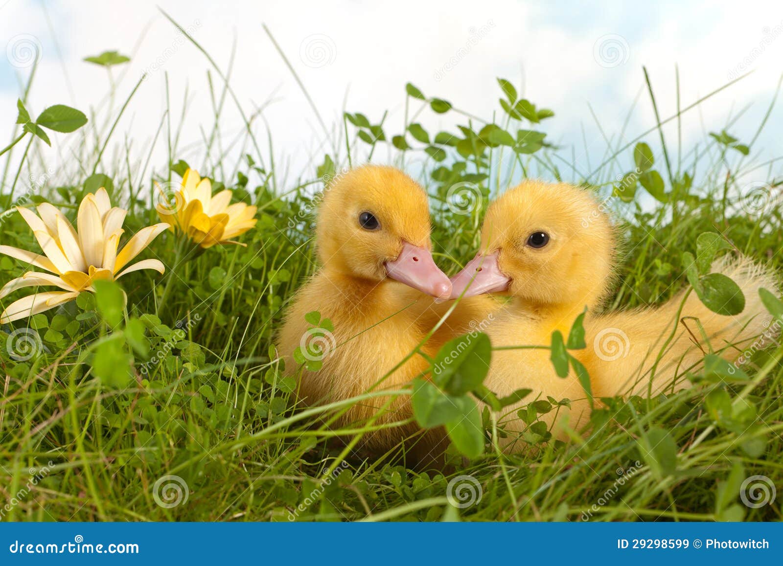 Two ducklings in grass stock image. Image of born, closeup - 29298599