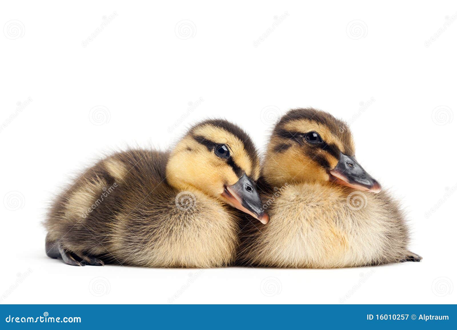 Two Ducklings Isolated on White Stock Image - Image of friends ...