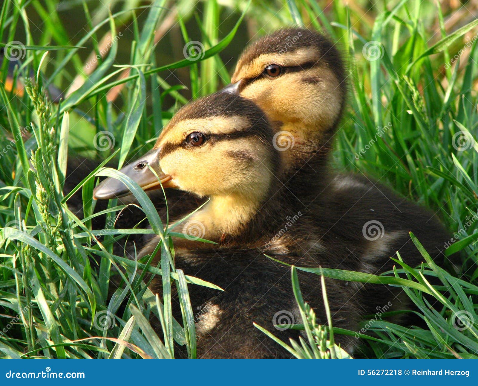 Two ducklings stock photo. Image of nature, close, bird - 56272218