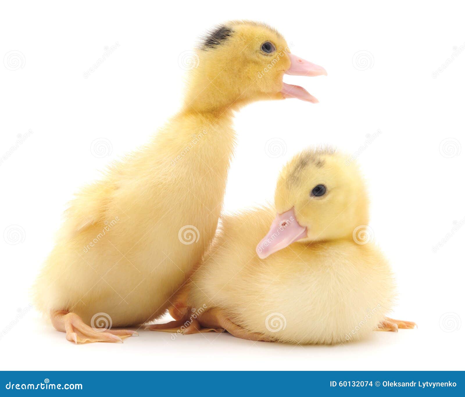 Two ducklings. stock photo. Image of friendship, family - 60132074