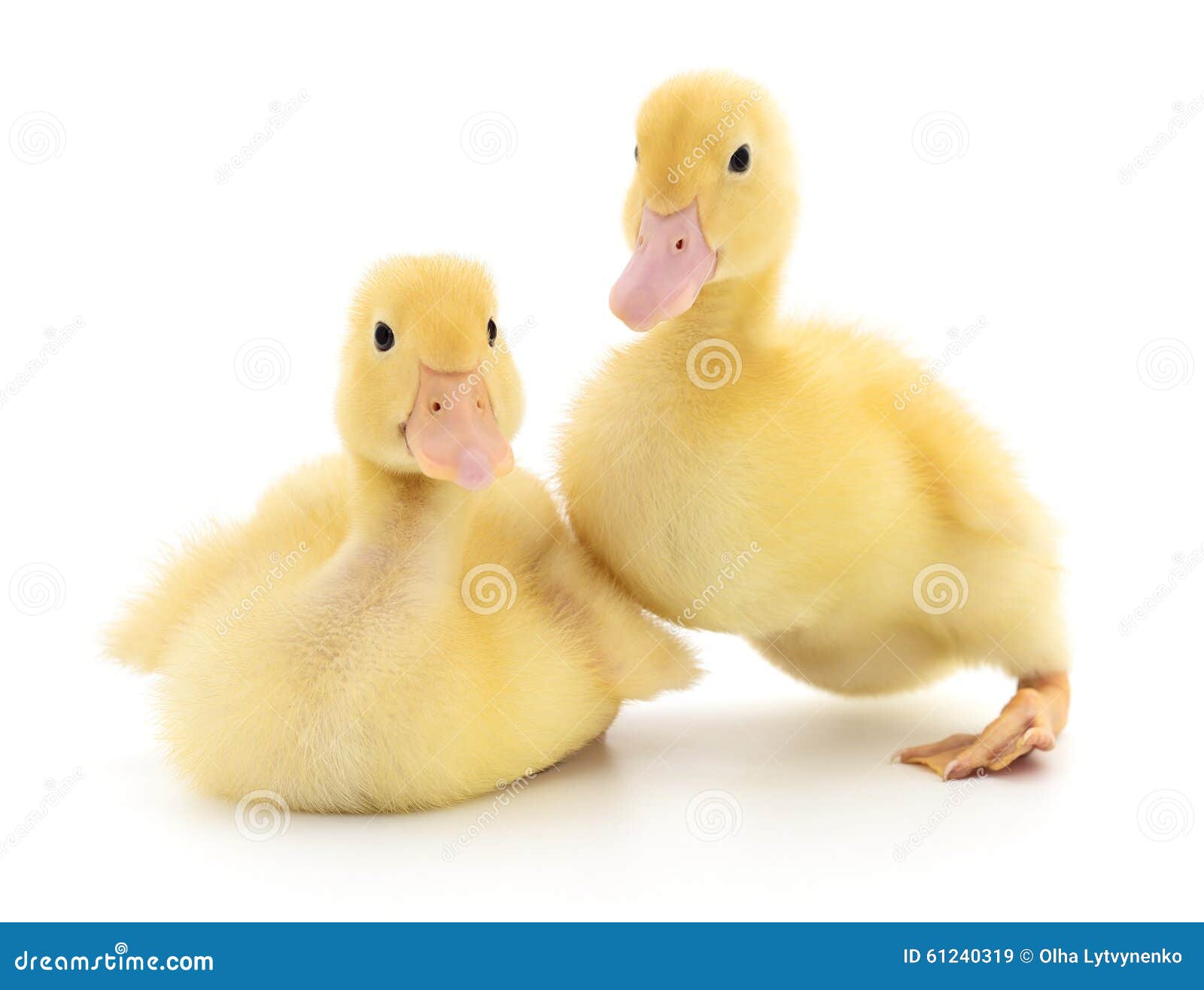 Two ducklings. stock image. Image of agriculture, domestic - 61240319