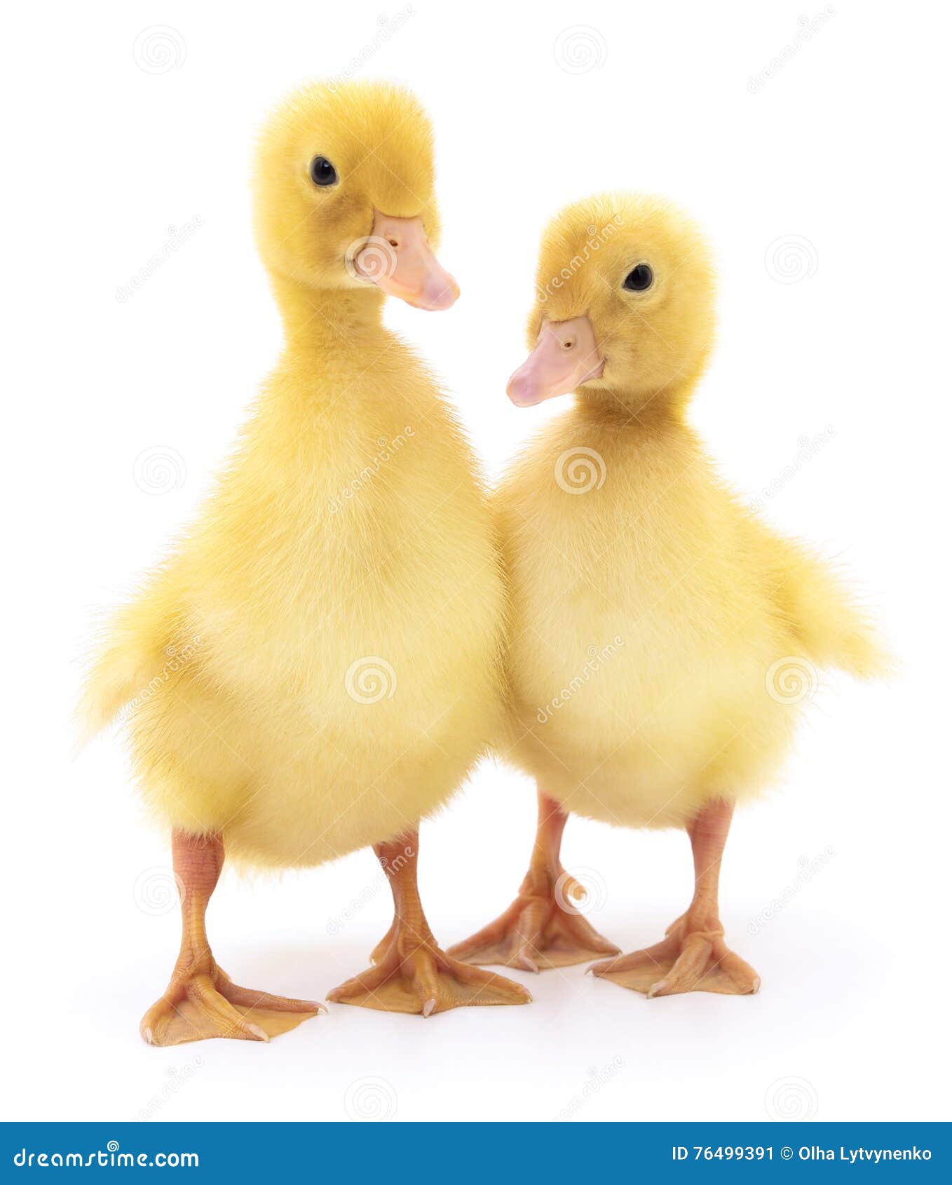 Two ducklings. stock image. Image of isolated, animals - 76499391