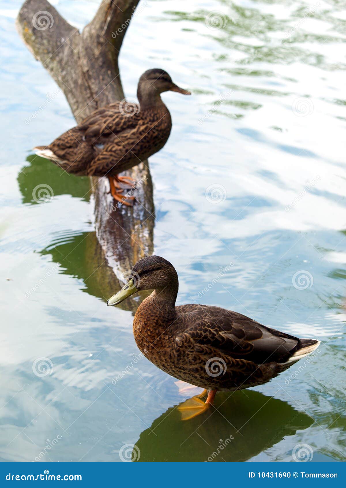 Two Ducks stock photo. Image of wildfowl, lake, animal - 10431690