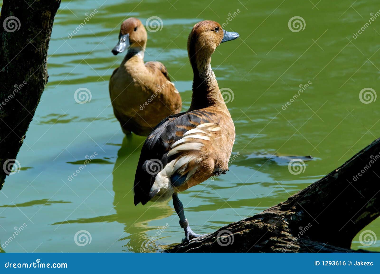 Two ducks stock photo. Image of pastoral, ducks, twin - 1293616