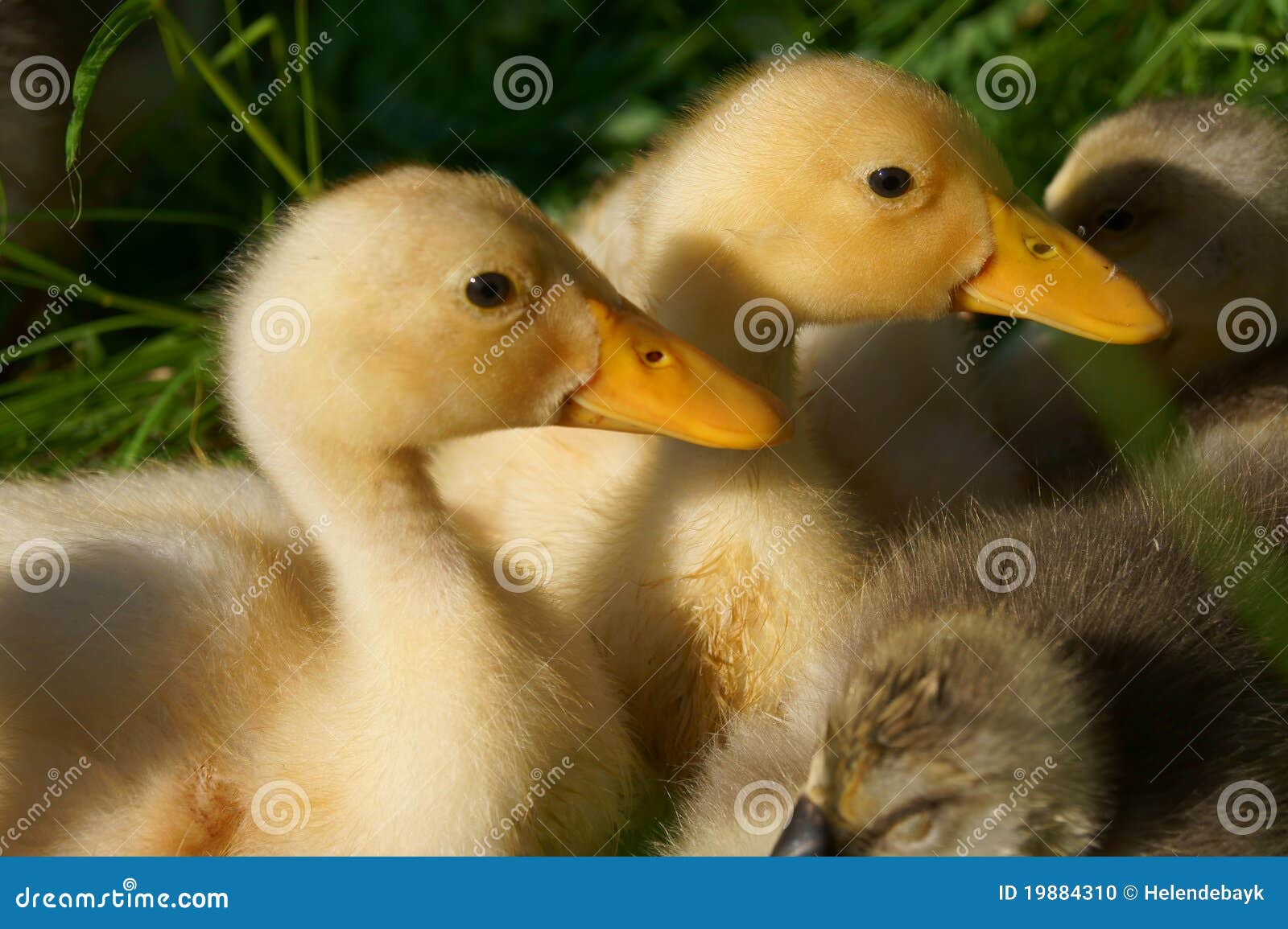 Two ducks stock photo. Image of relax, concerning, together - 19884310