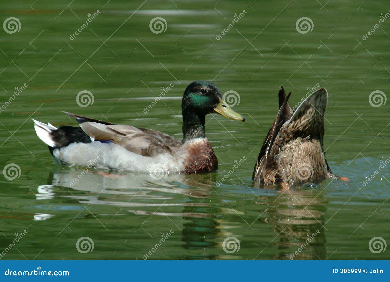 Two ducks stock image. Image of river, pond, duckling, swimming - 305999