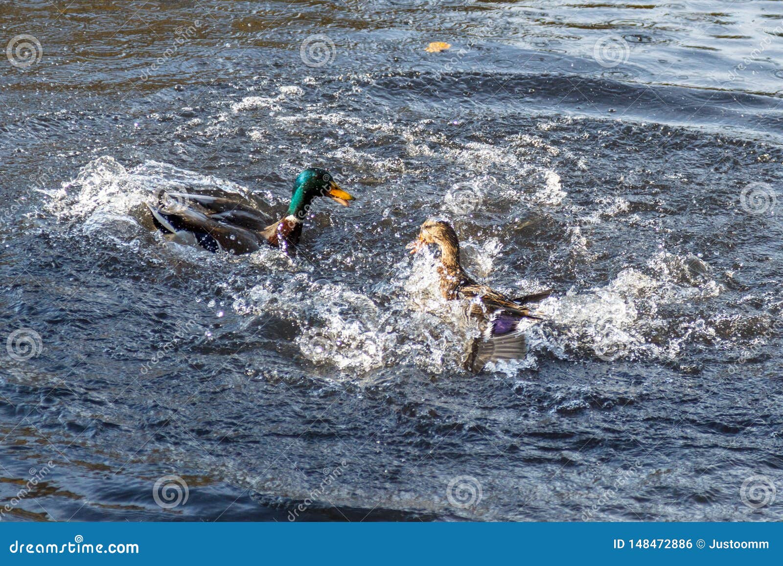 Two Ducks are Actively Playing in the River Stock Photo - Image of ...