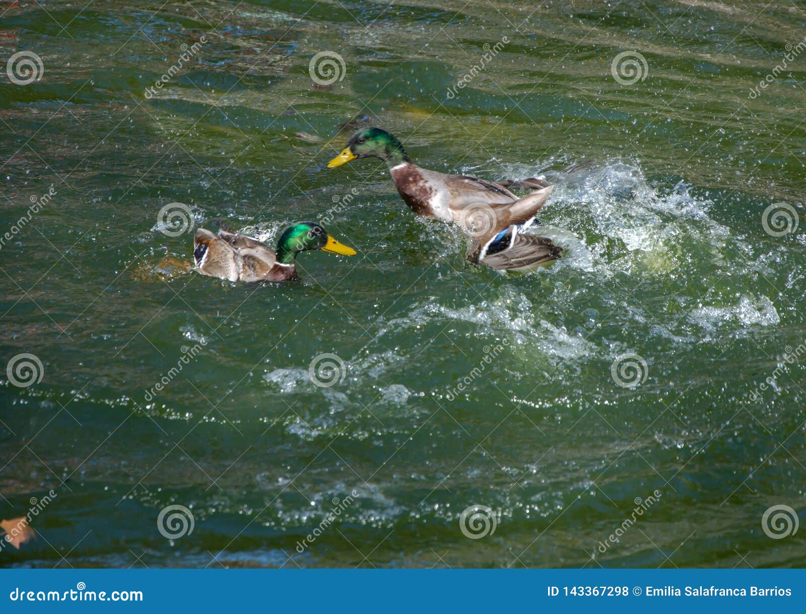Two Ducks Arguing in the Water Stock Photo - Image of green, postcard ...
