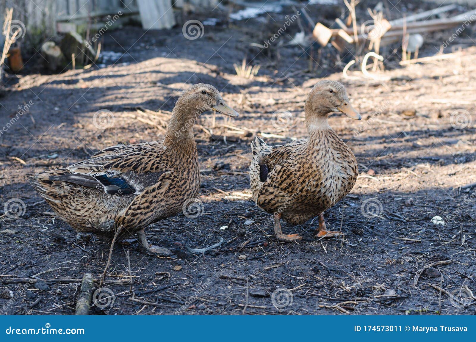 Two Ducks in the Aviary for Birds Stock Image - Image of drake, field ...
