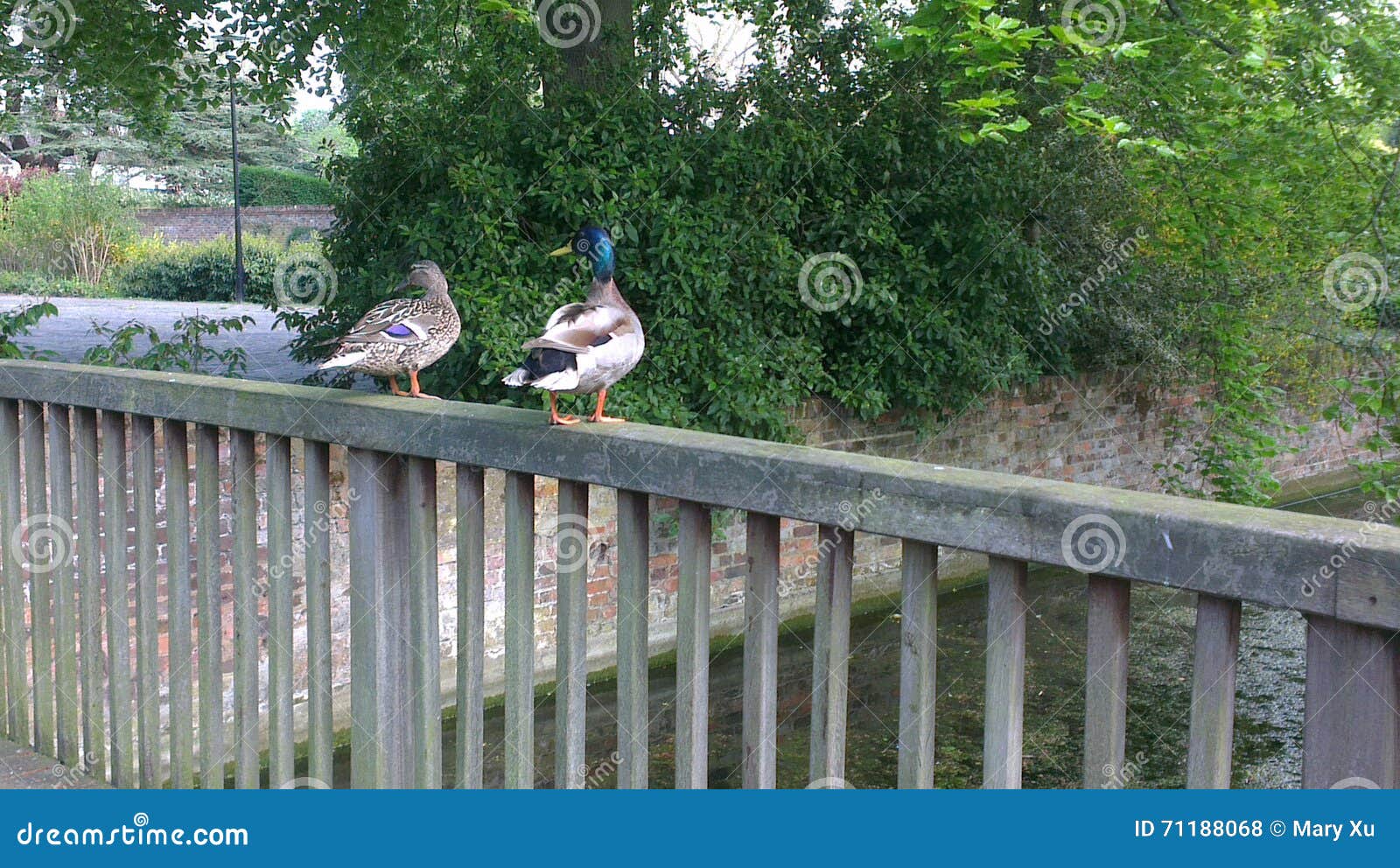 Two Ducks stock photo. Image of nature, bridge, cute - 71188068