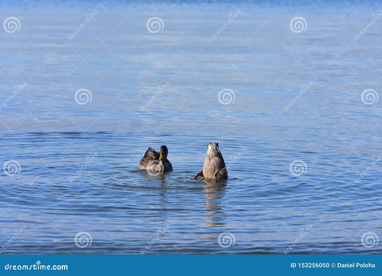 Two ducks on calm water stock photo. Image of color - 153256050