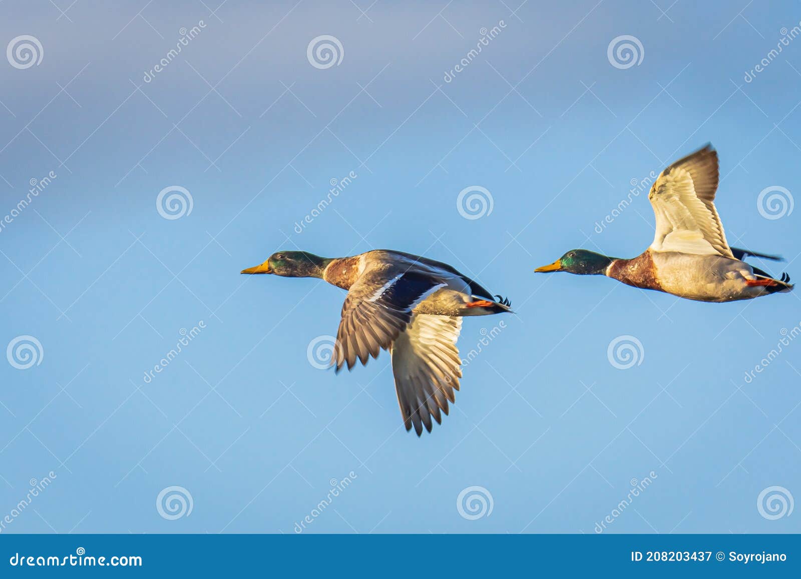 Two Ducks Chasing Each Other in Flight Stock Image - Image of flying ...