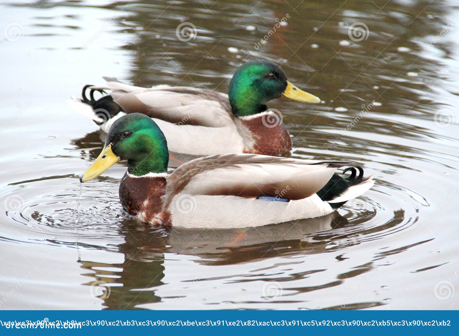 Two ducks stock photo. Image of bird, pond, animal, waterfowl - 30575420