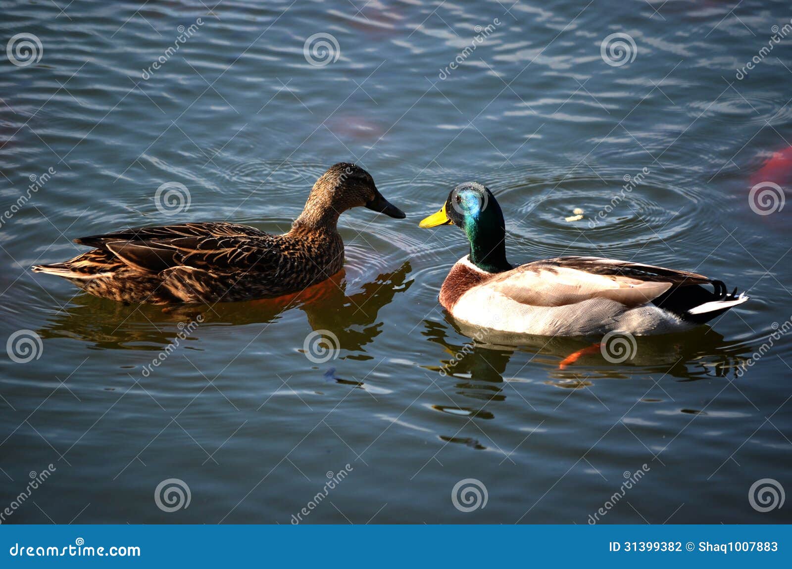 Two ducks stock photo. Image of light, bread, outdoor - 31399382
