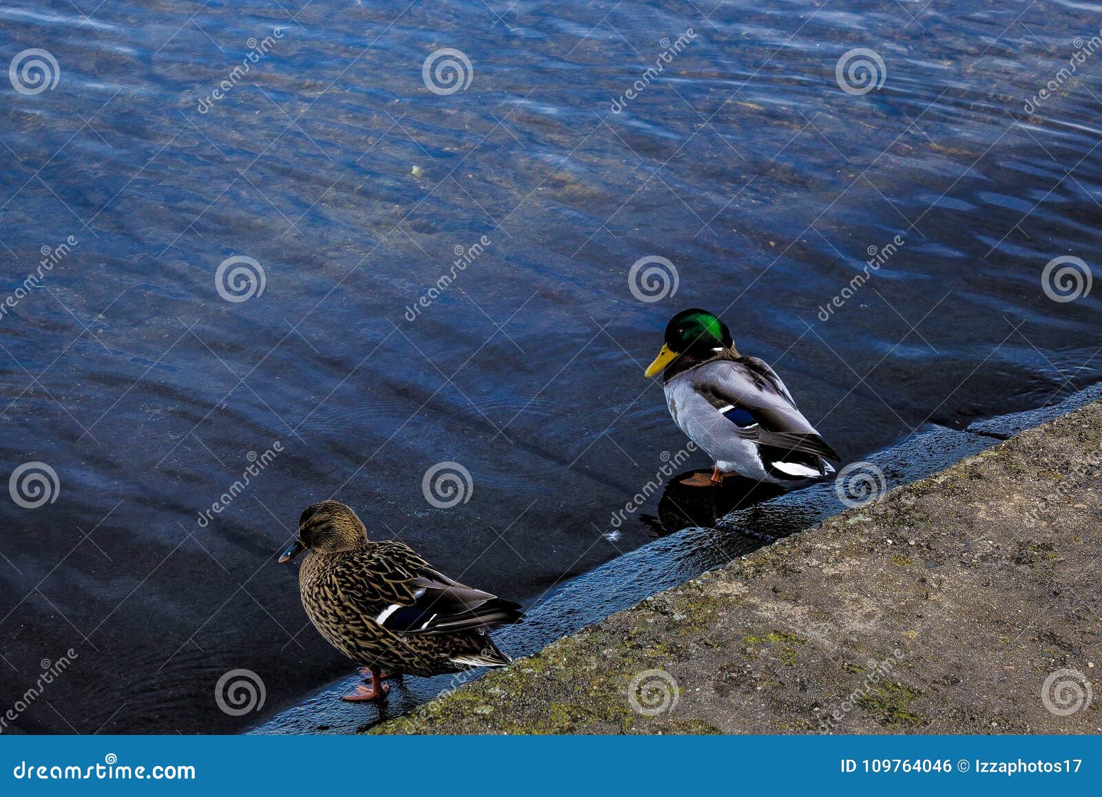 Two ducks take a break stock photo. Image of elegance - 109764046