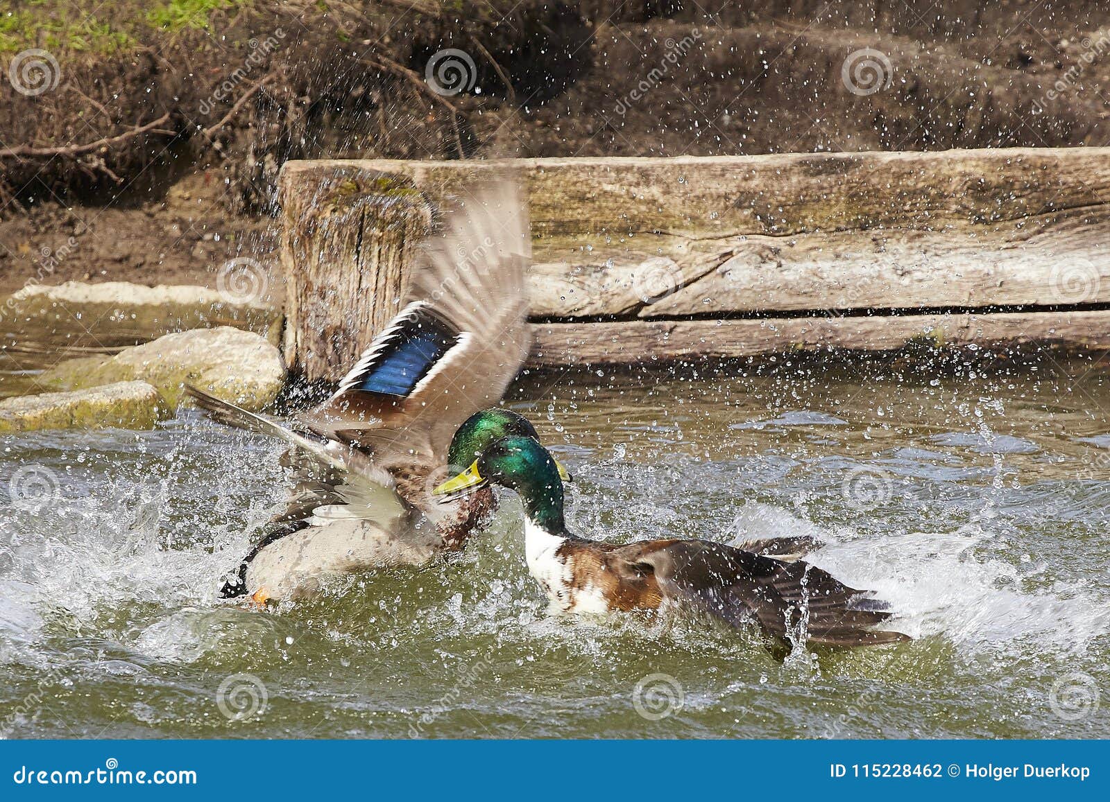 Two Ducks in a Dramatic Fight Stock Photo - Image of annoy, outdoor ...