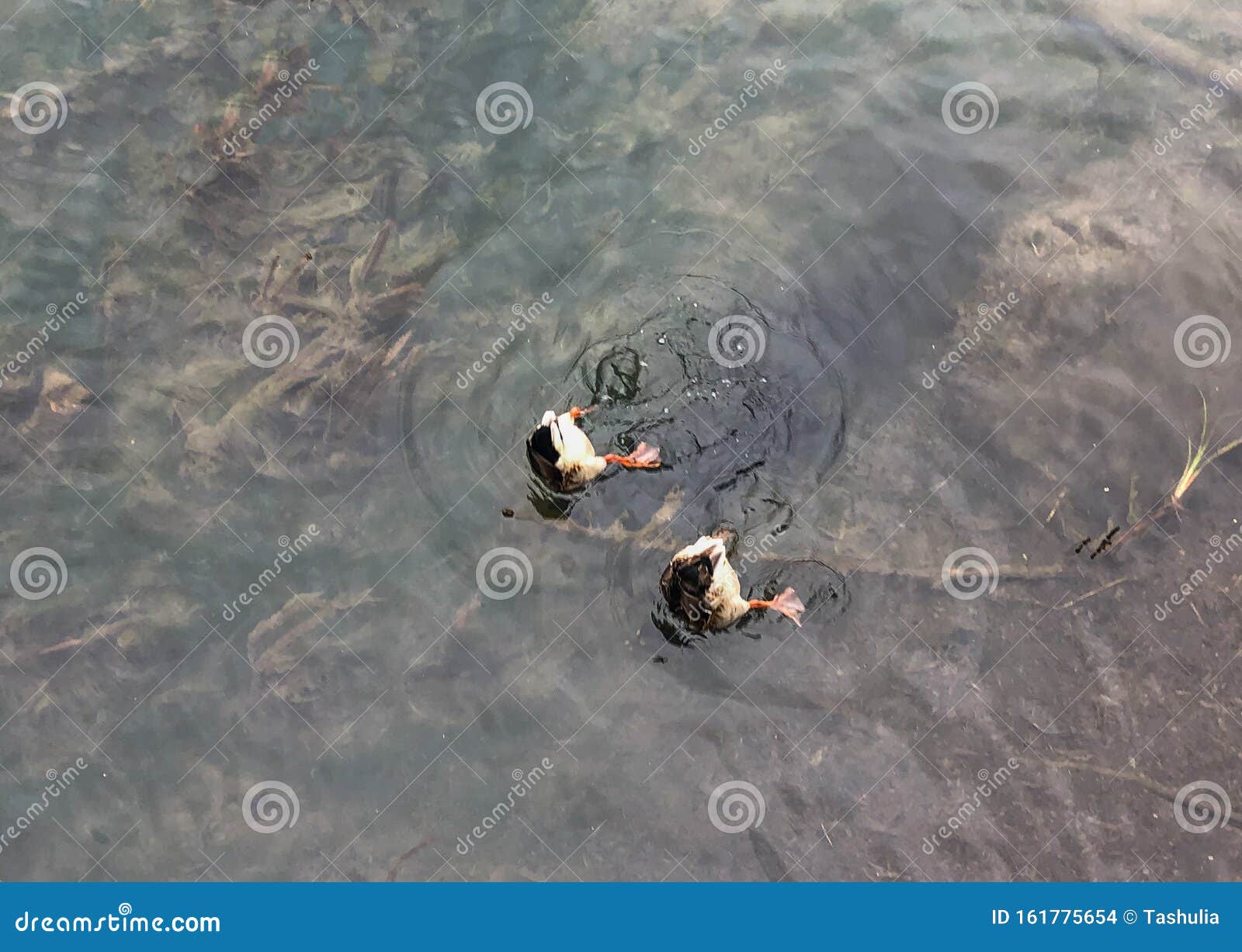 Two Ducks Eat Under Water, Lifting the Up Above the Water Stock Photo ...