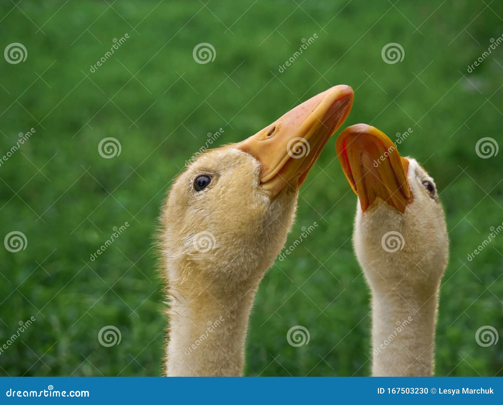 Two ducks on the farm. stock photo. Image of duckling - 167503230