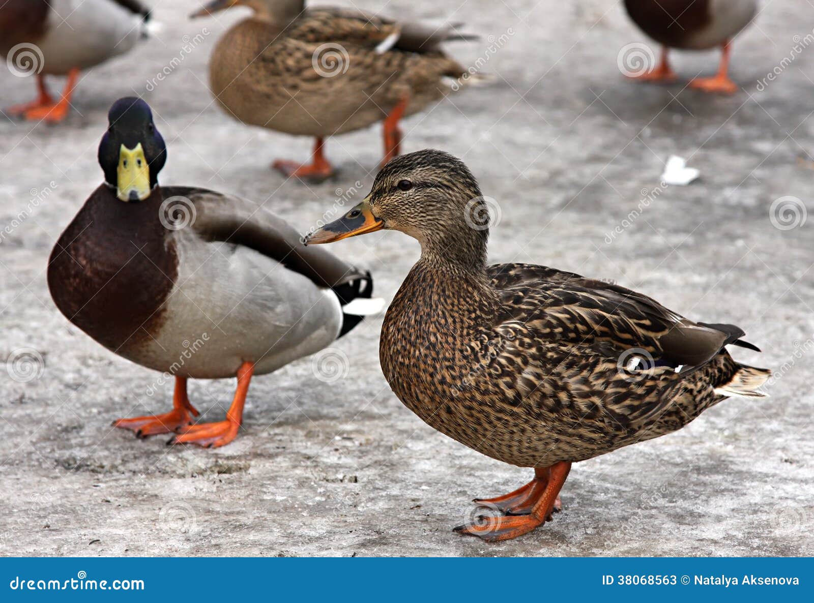 Female Mallard Duck In The Grass Stock Image | CartoonDealer.com #158653351