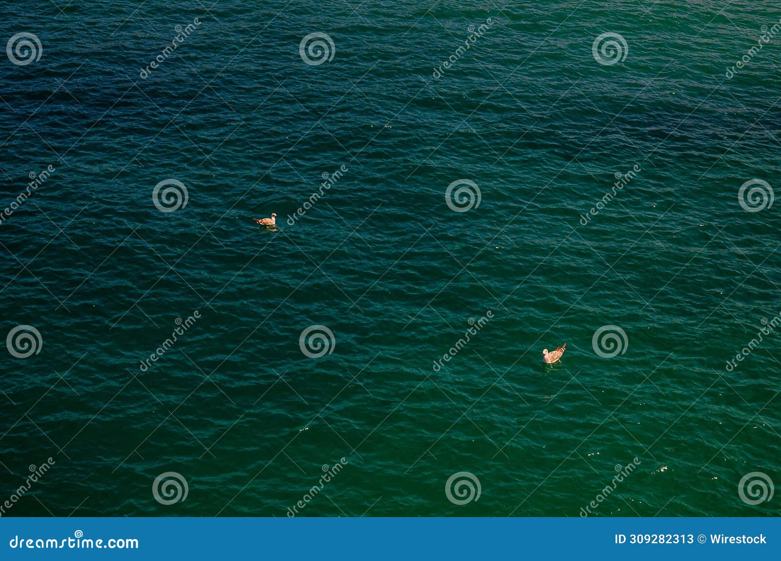 Two Ducks Float in Water Next To an Airplane Stock Image - Image of ...