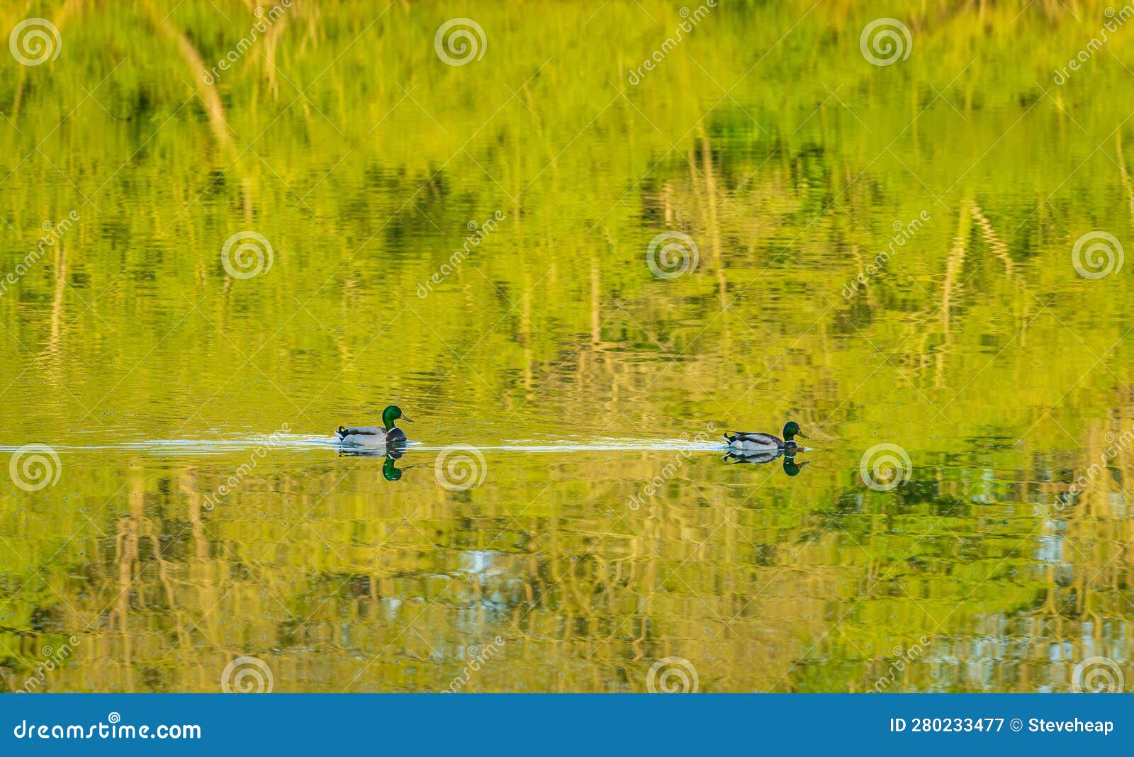 Two Ducks Floating through Reflection of Sunlit Trees Stock Image ...