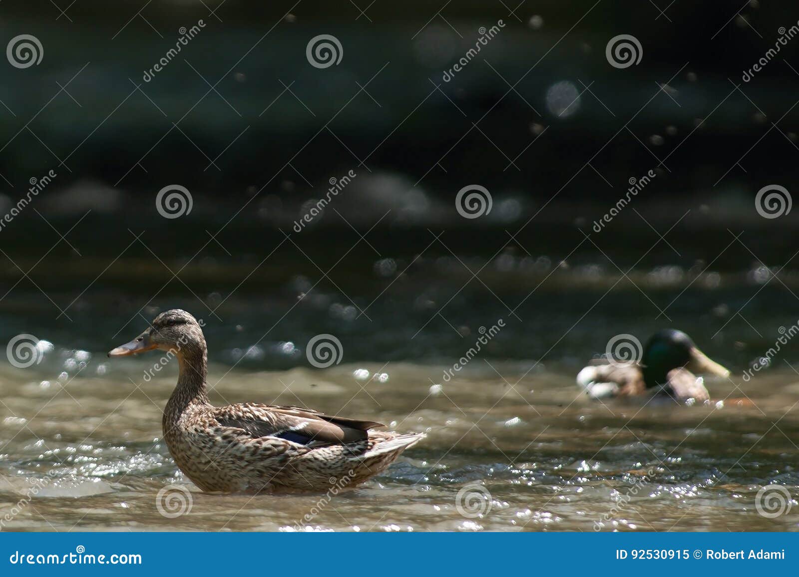 Two ducks stock image. Image of elegant, birds, agility - 92530915