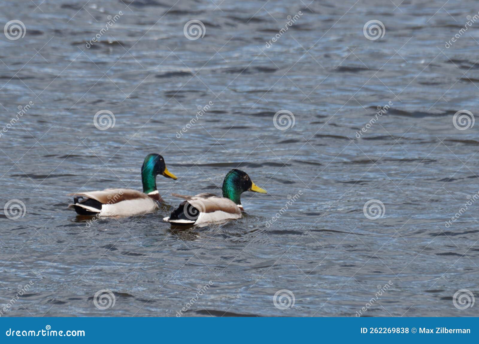 Two Ducks Floating on the Water Stock Photo - Image of brown, cute ...