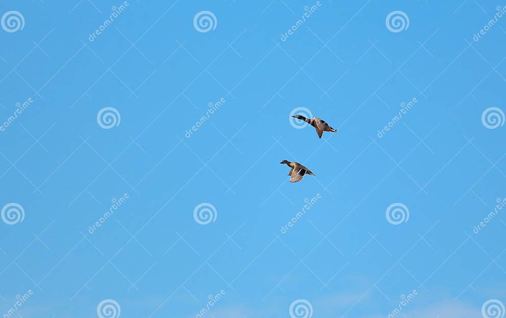 Two Ducks Fly in a Clear Blue Sky Stock Image - Image of ducks, wild ...