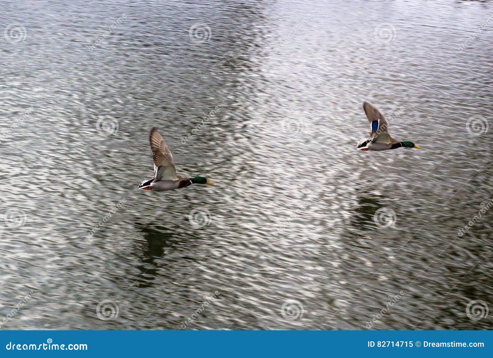 Two ducks are flying stock image. Image of outdoors, natural - 82714715
