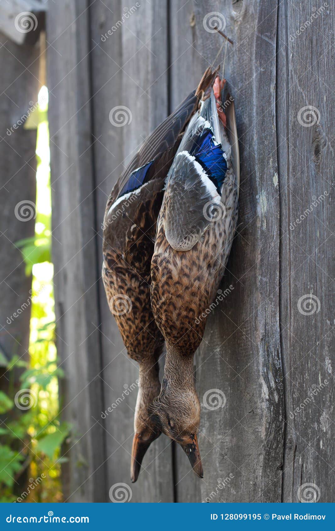 Two Ducks Hanging on the Barn Wall Stock Image - Image of season ...