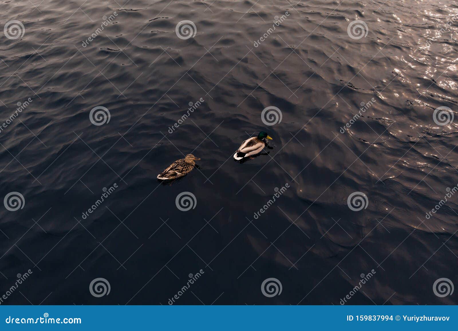 Two Ducks on the Lake Outdoor. View from Above Stock Photo - Image of ...