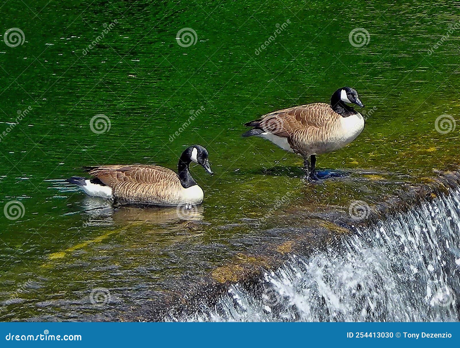 Two ducks on a lake stock photo. Image of bird, blue - 254413030