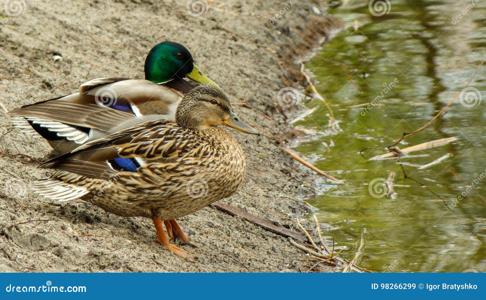 Two Ducks Looking in the Distance Stock Image - Image of bird, swim ...