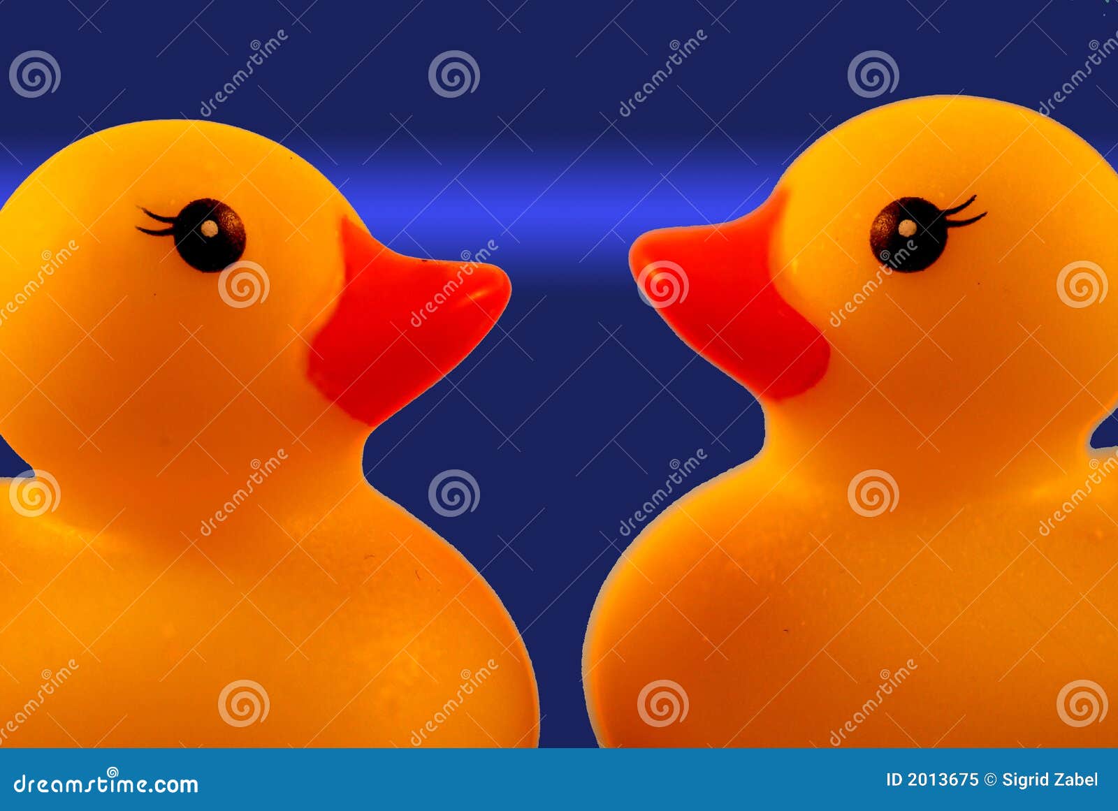 Two Ducks Looking Each Other Stock Image - Image of kissing, ducky: 2013675