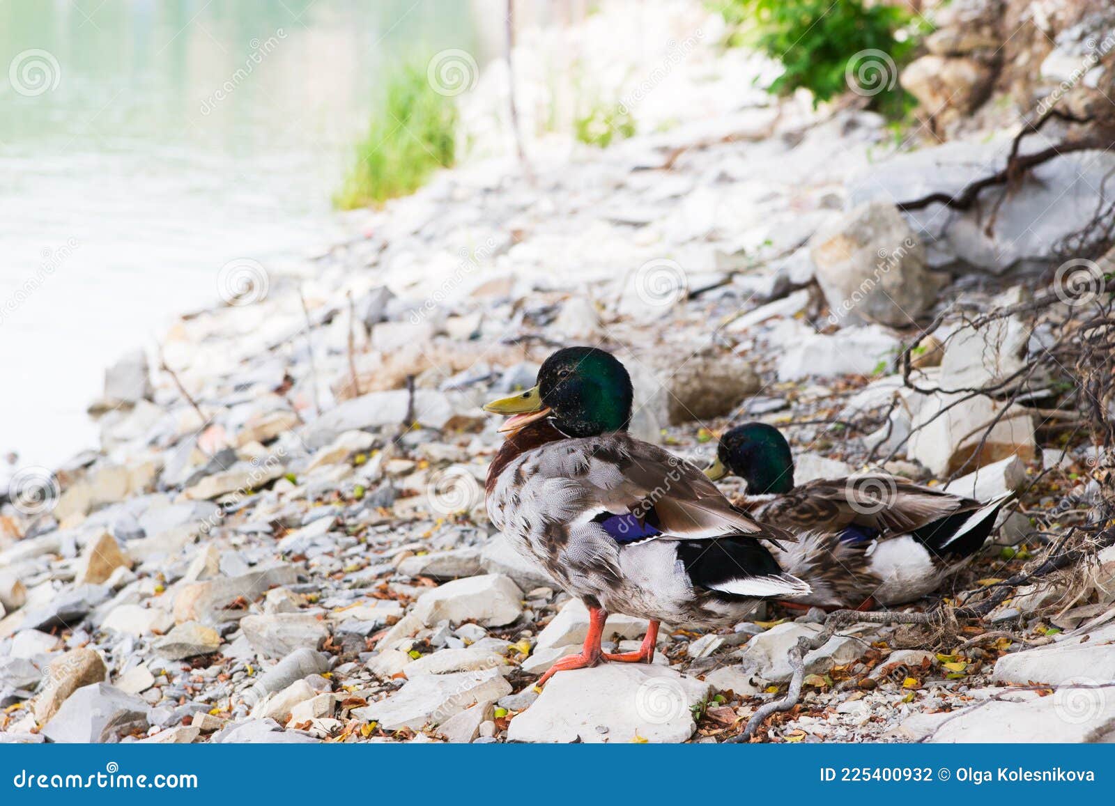 Two Ducks lying on stones stock photo. Image of male - 225400932