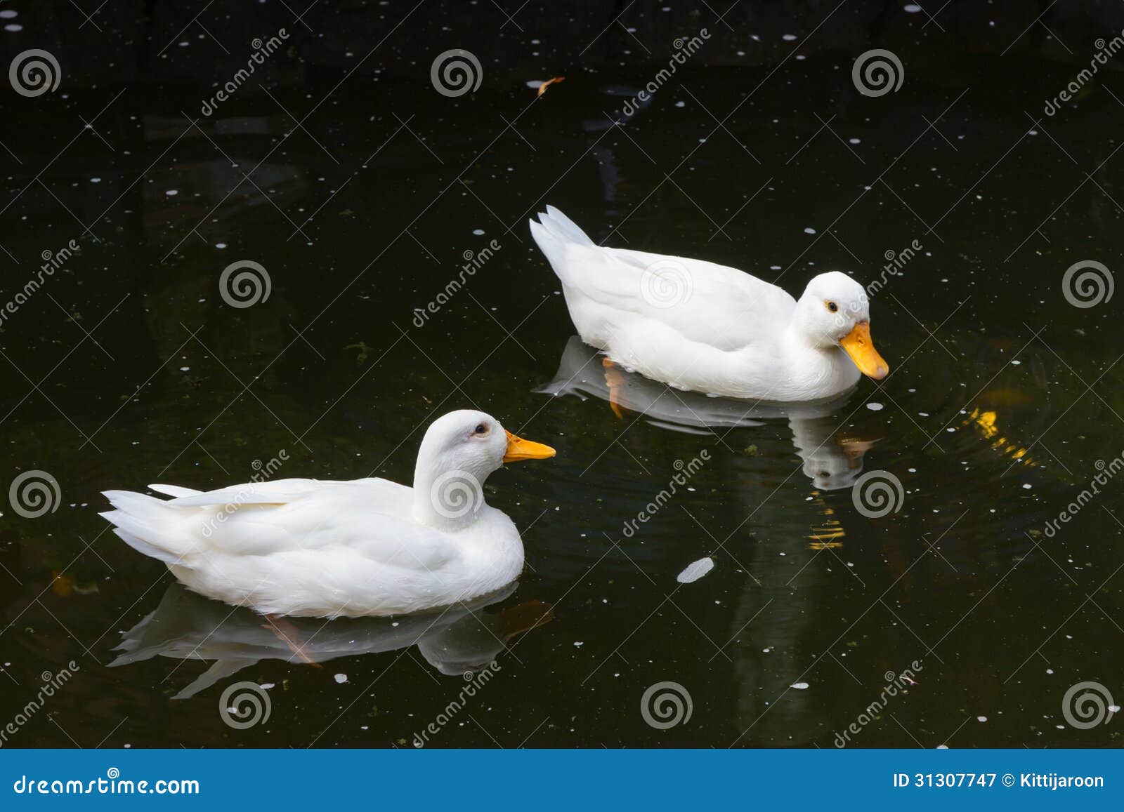 Two ducks in the marsh stock image. Image of pool, farm - 31307747