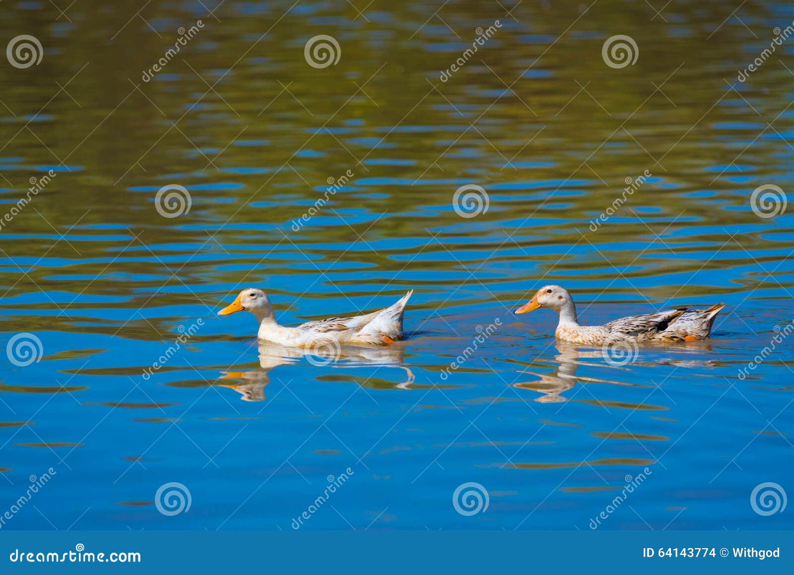 Two ducks move on water stock photo. Image of full, love - 64143774